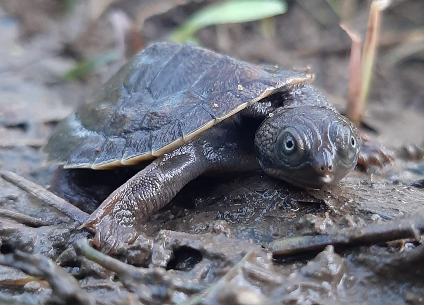 Mary River Turtle