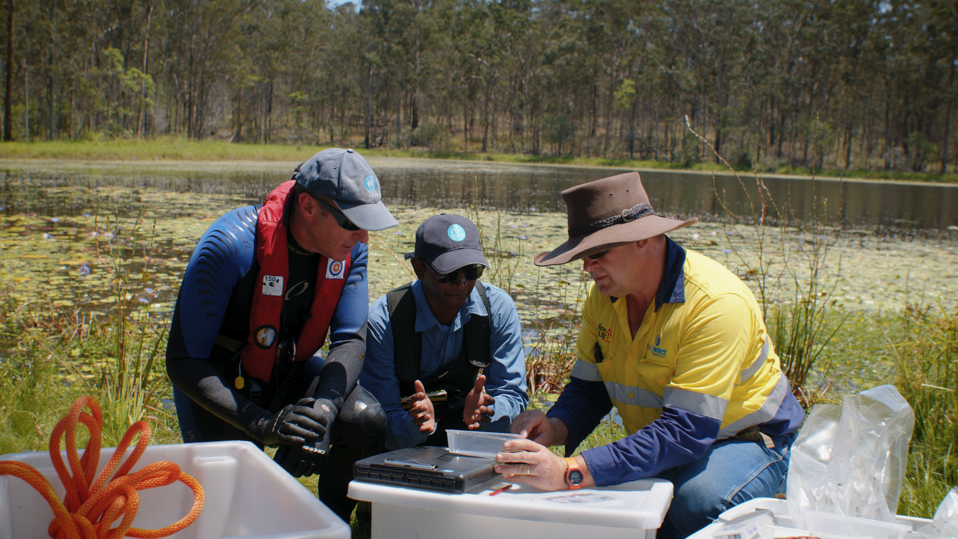 New biological control released against invasive cabomba weed | Seqwater